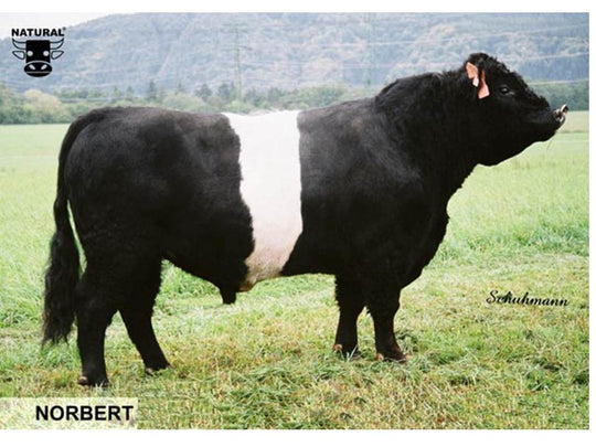 Norbert