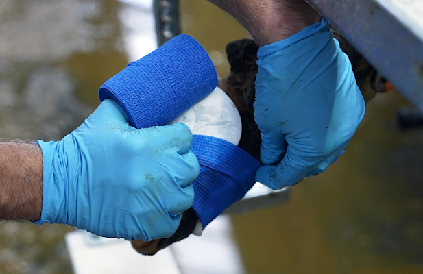 Bovi Hoof Pro Bandage – Udviklet til klovpleje - 12 stk. Bovi Hoof Pro Bandage – Udviklet til klovpleje - 12 stk.
