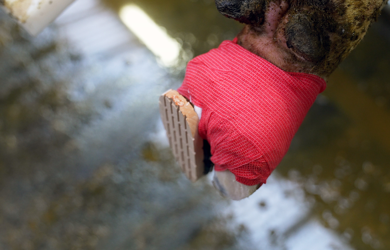 Bovi Hoof Pro Bandage – Udviklet til klovpleje - 12 stk. Bovi Hoof Pro Bandage – Udviklet til klovpleje - 12 stk.